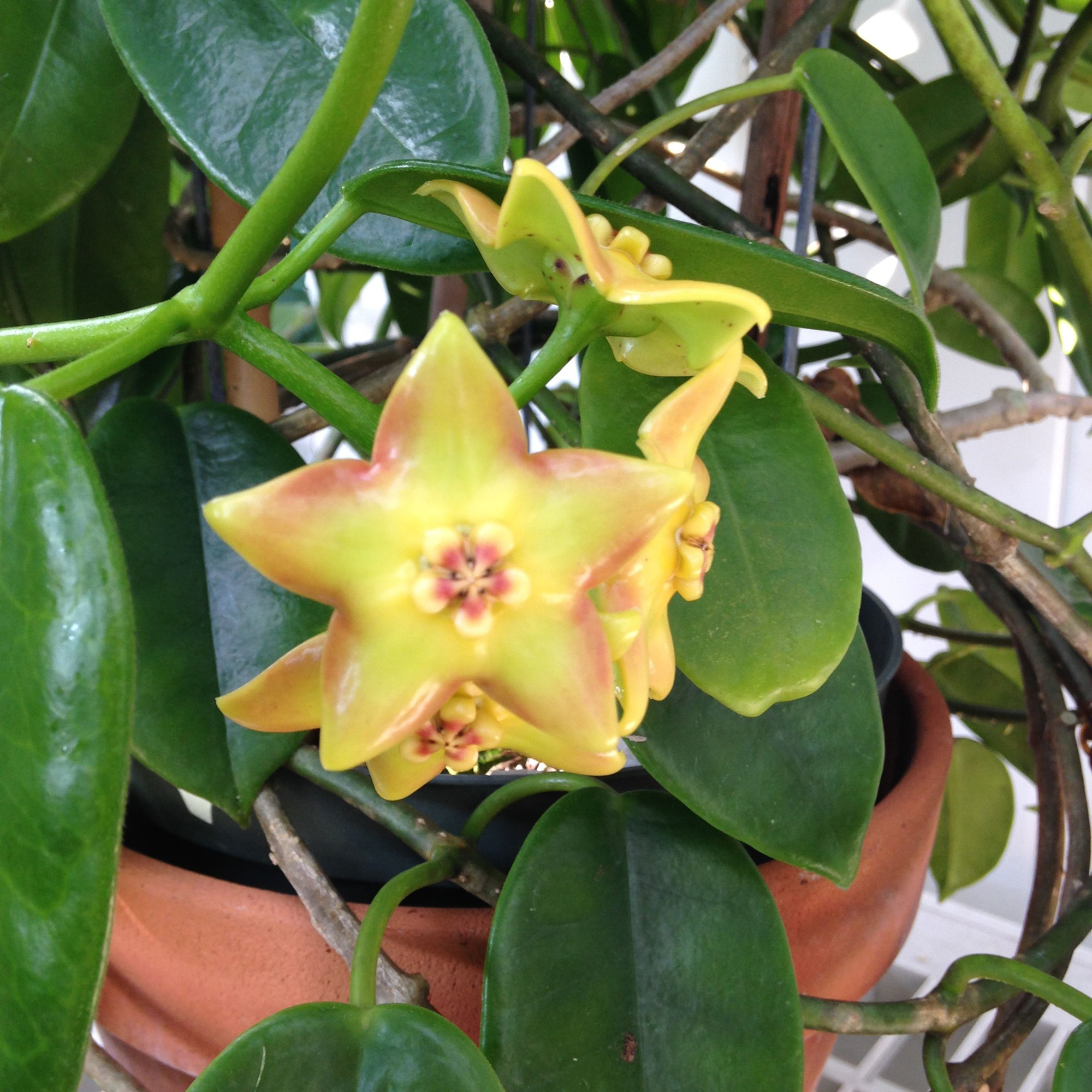 Hoya Cv Ruthie Archives - BOTGarden