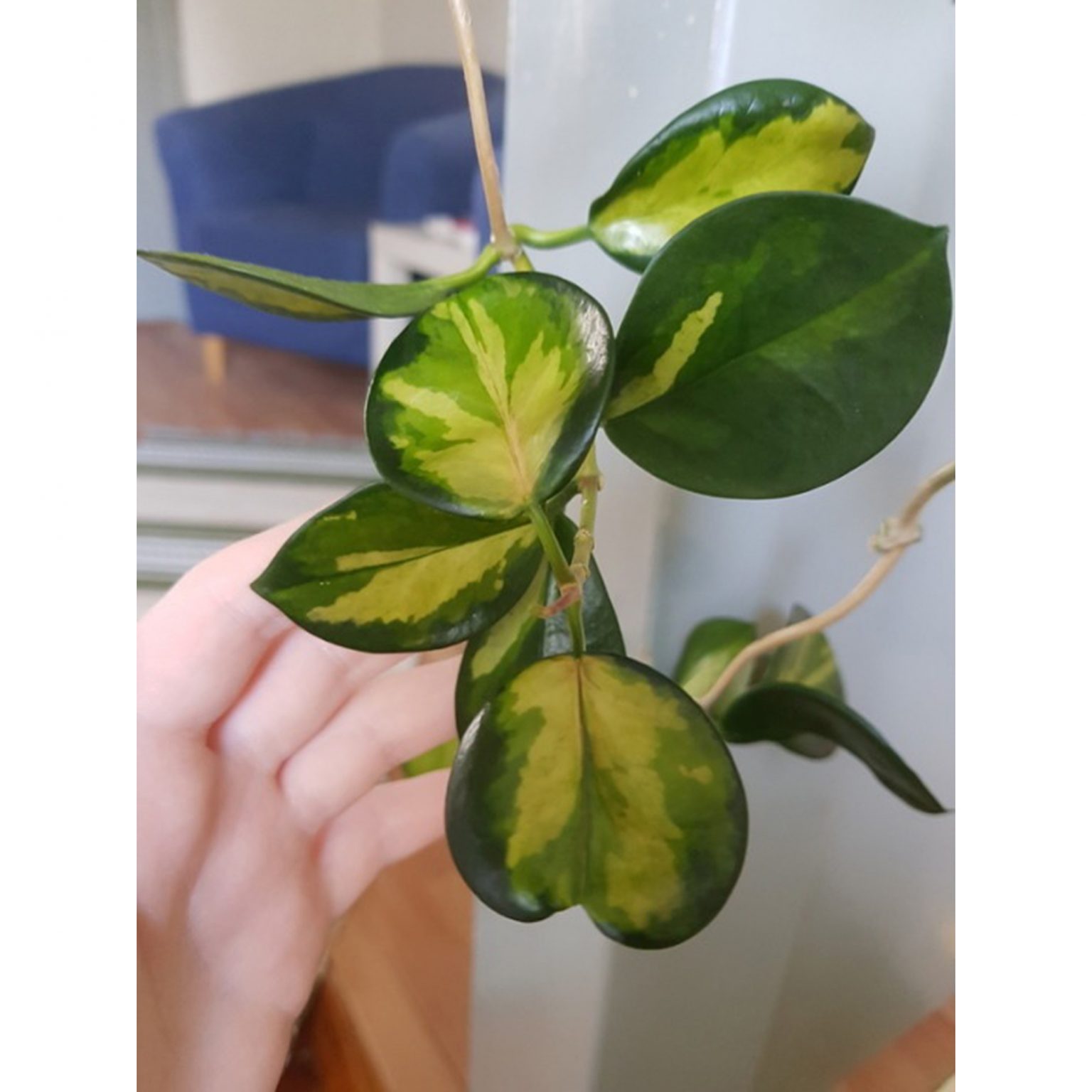 Hoya australis Lisa - BOTGarden