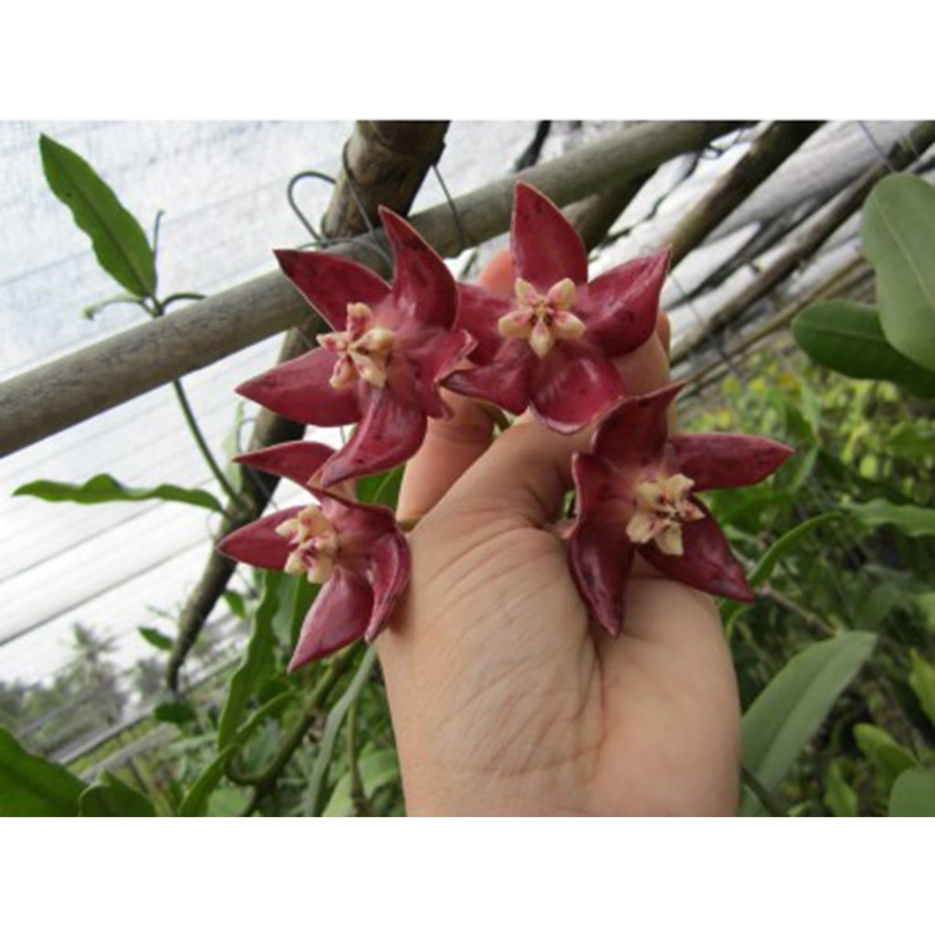 Rare Hoya Imperialis Red (Big Flower) for Sale | 1" Pot | Greenboog