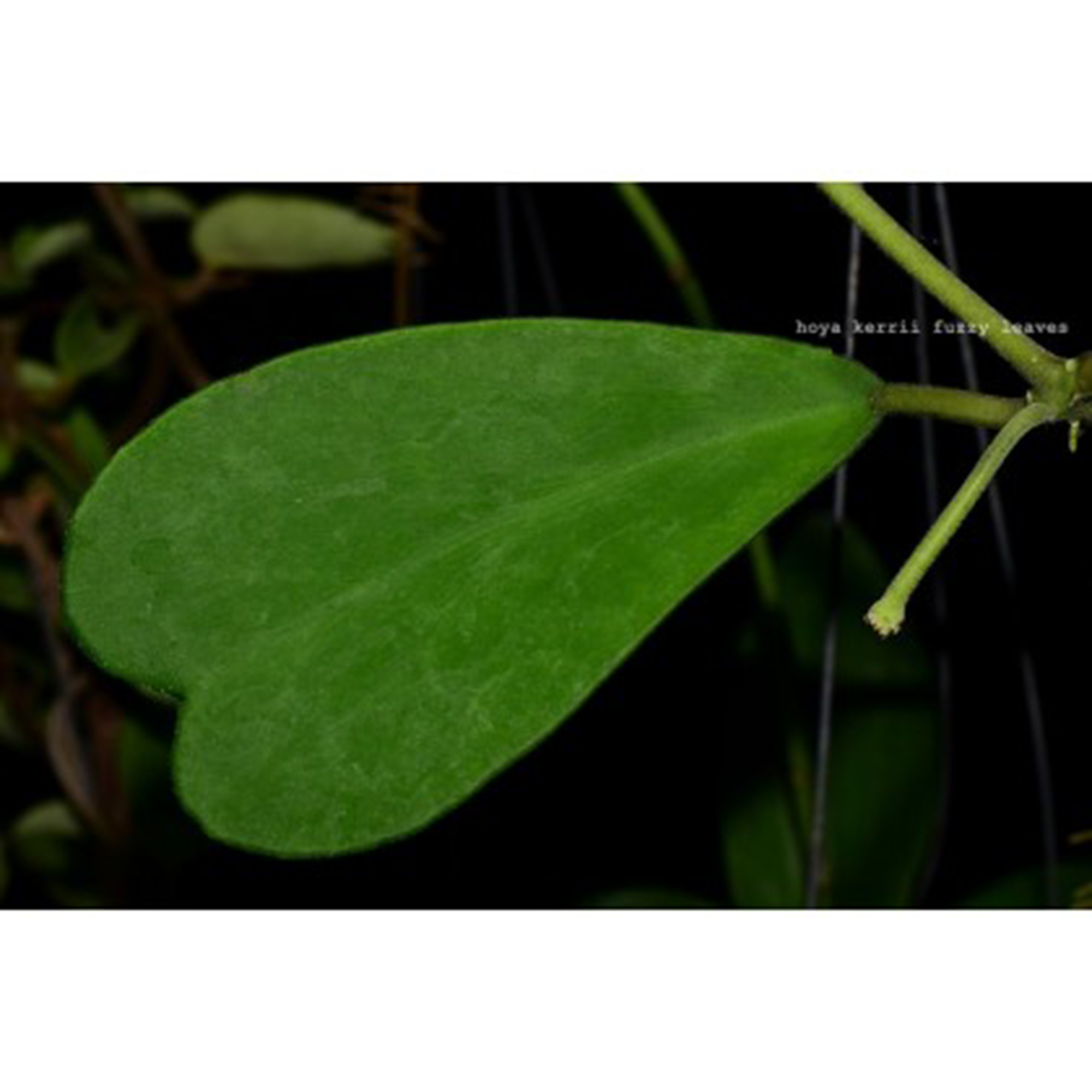 Hoya kerrii fuzzy - BOTGarden