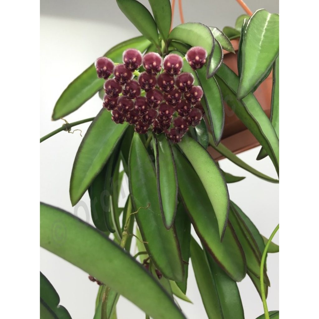 Aroids Plants List Exploring the Fascinating World of Rare Aroids
