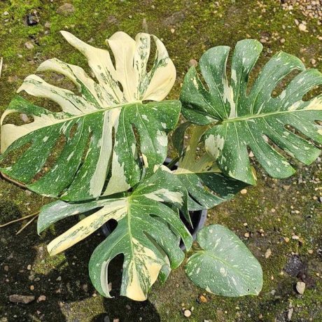 Uncover the Secrets of Monstera Peru Variegated - Rare Plant Guide