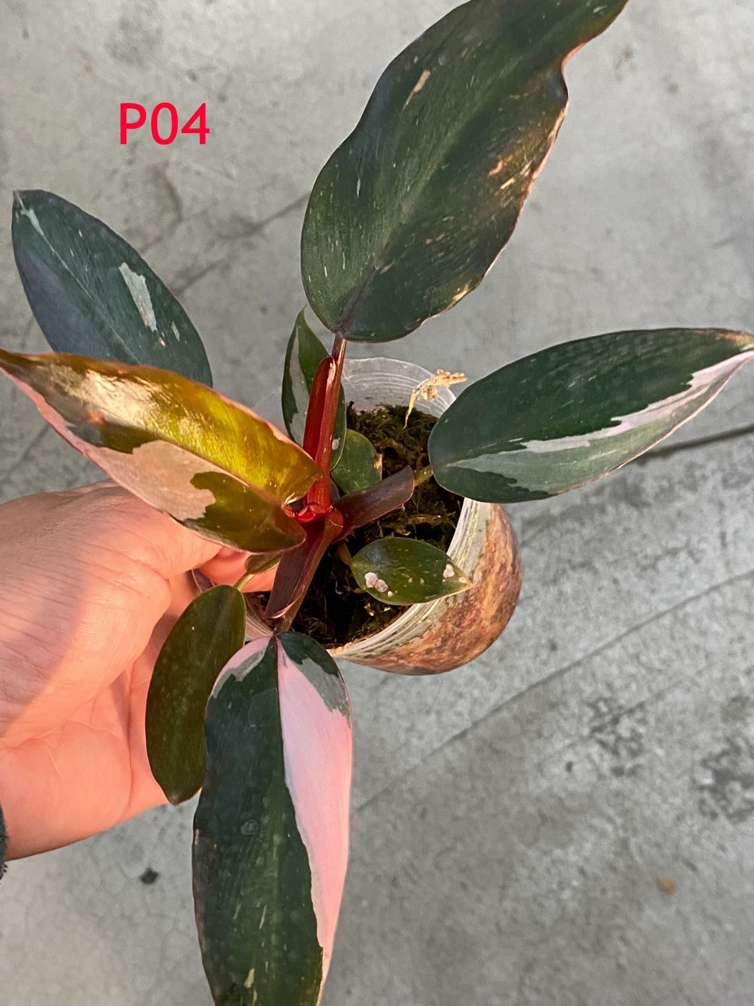 Philodendron Pink Princess - BOTGarden