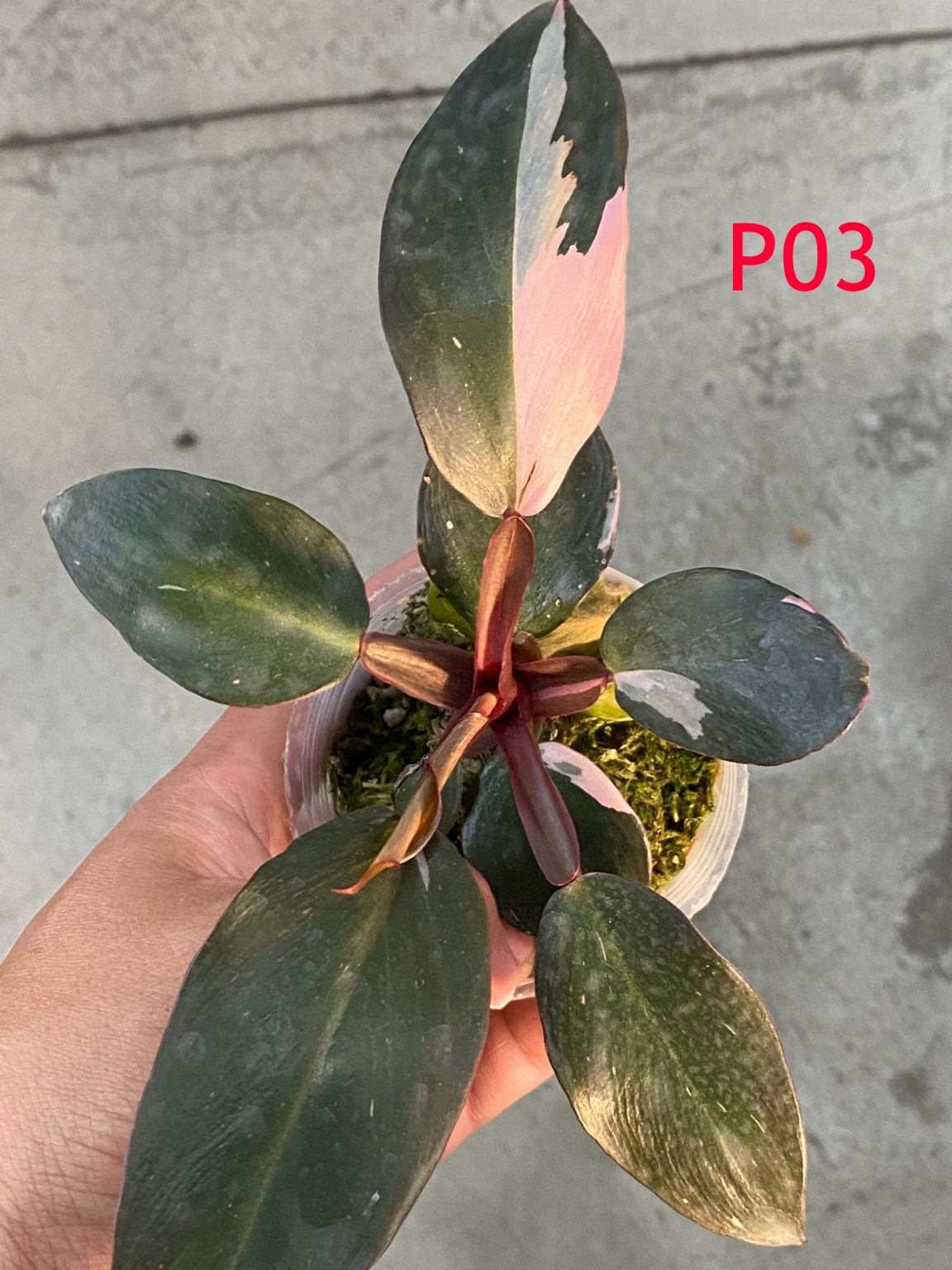 Philodendron Pink Princess - BOTGarden