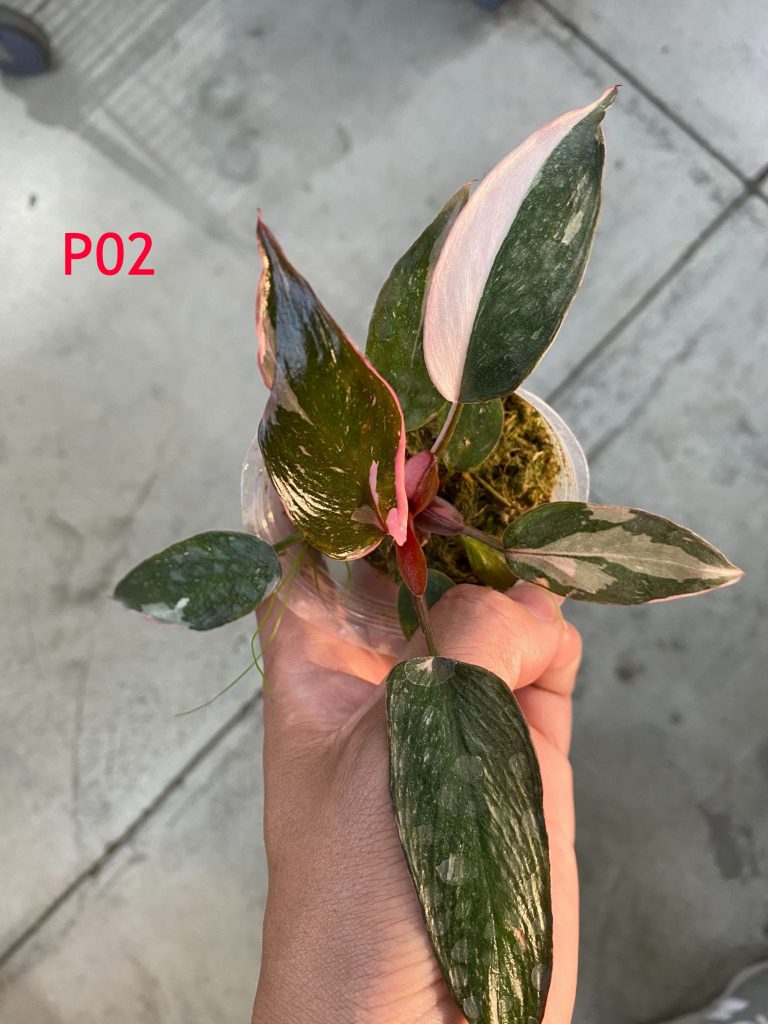 Philodendron Pink Princess - BOTGarden