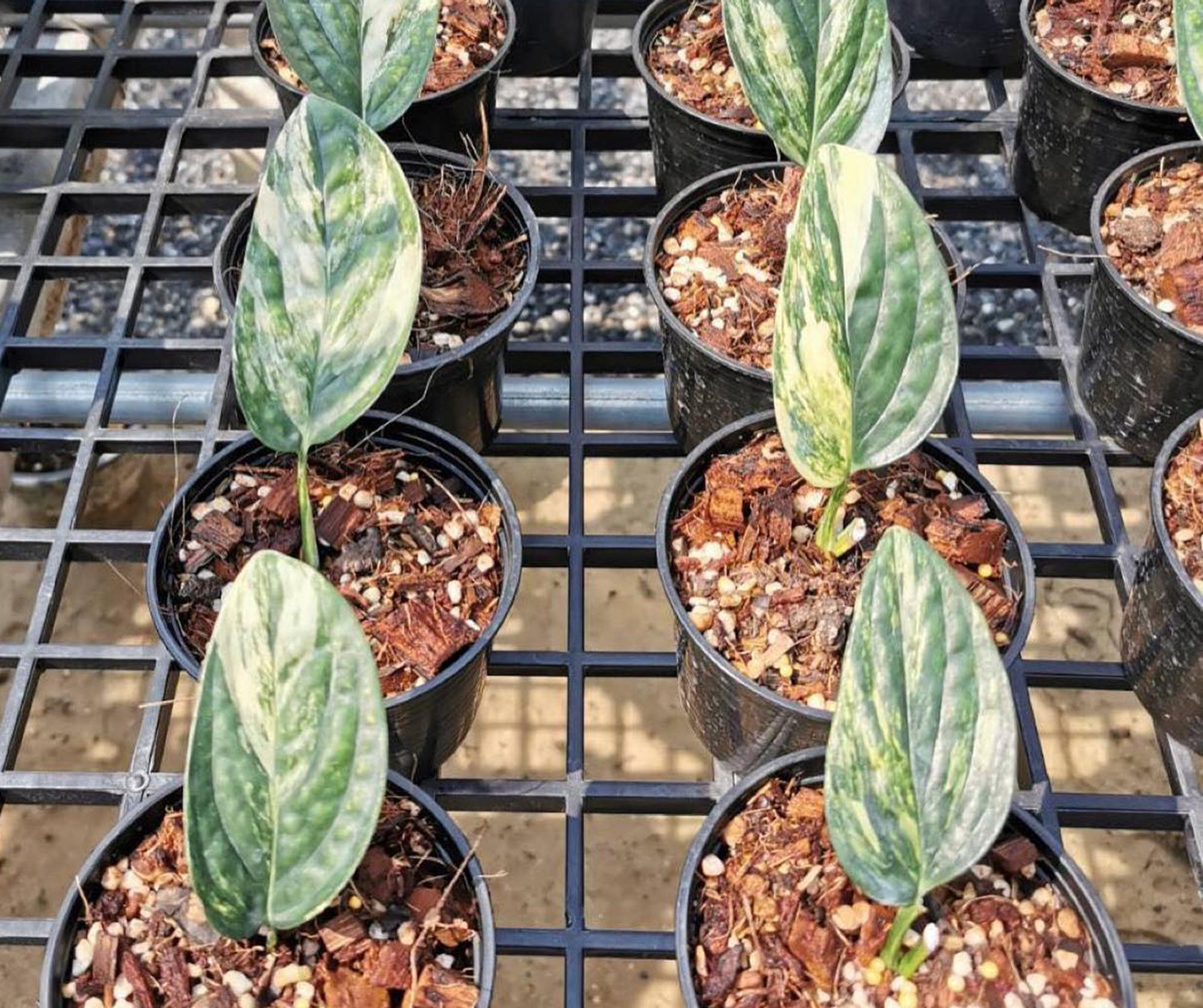 Monstera karstenianum variegated (Aurea) 1 leaf - BOTGarden