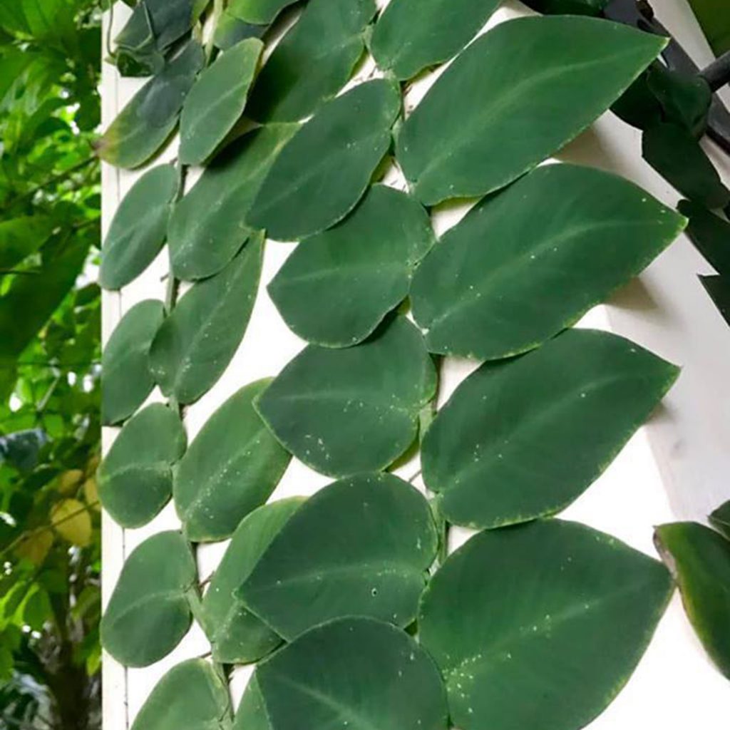 5 Secrets to Thriving Rhaphidophora Hayi Variegated Plants!