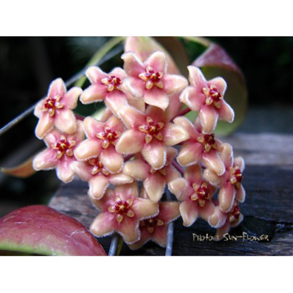 Rare Hoya Flavida for Sale | 1" Pot | Greenboog