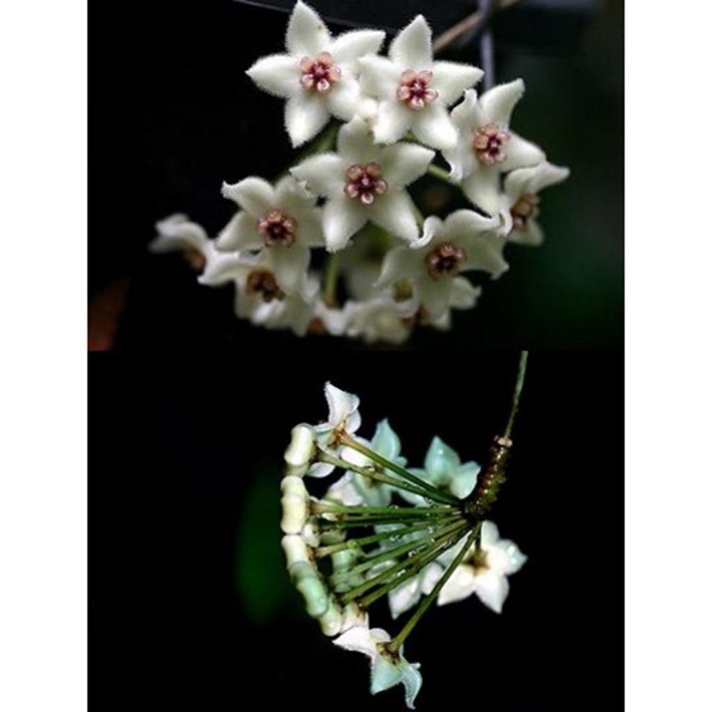 Hoya Oblongacutifolia (formerly Graveolens) for Sale | 1" Pot | Greenboog