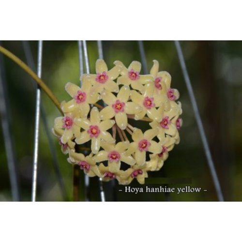 Rare Hoya Hanhiae Yellow for Sale | 1" Pot | Greenboog