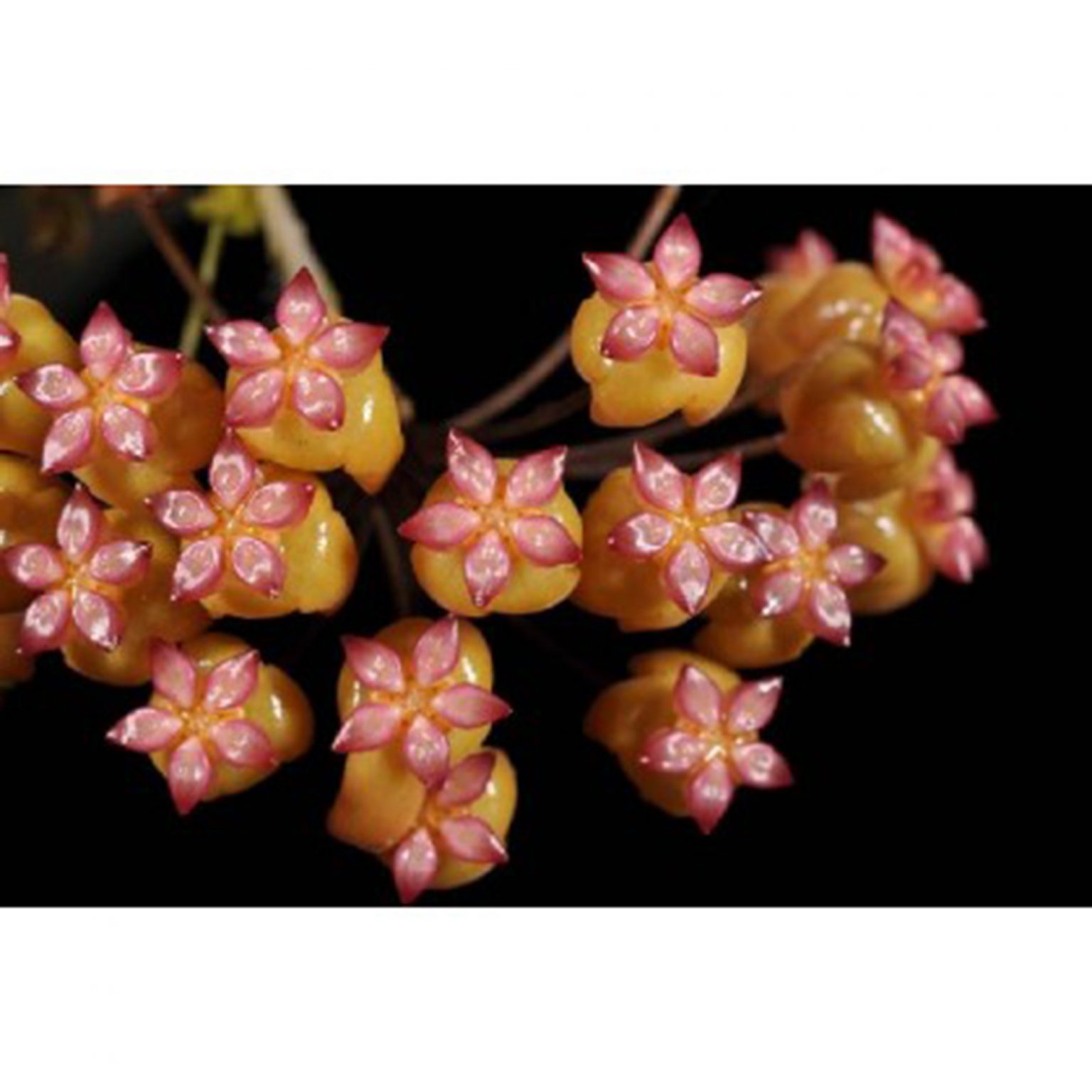 Charming Hoya Soligamiana Starter Plant | 1" Pot | Greenboog