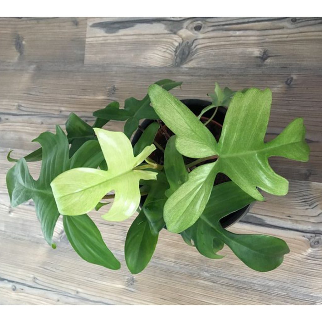 Philodendron Florida Ghost - BOTGarden