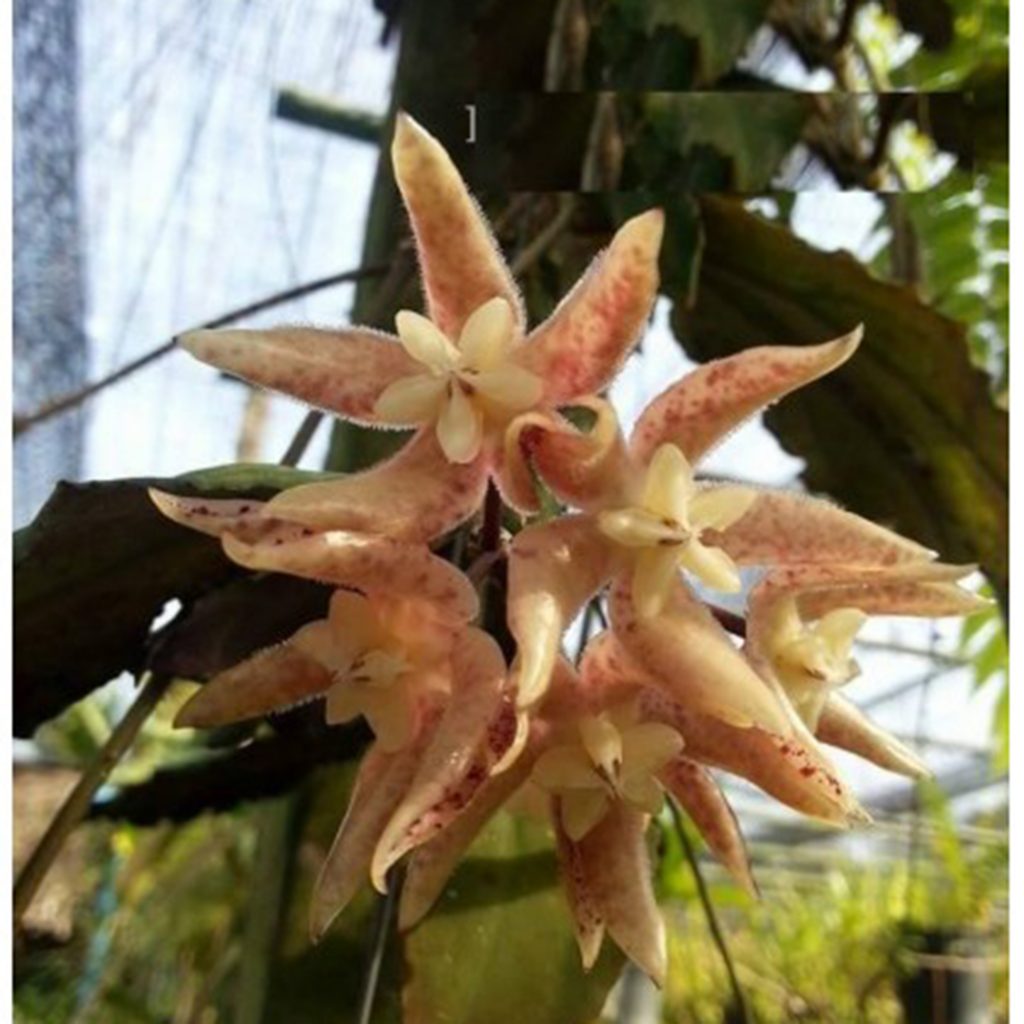 Rare Hoya Undulata | 4" Pot | Greenboog