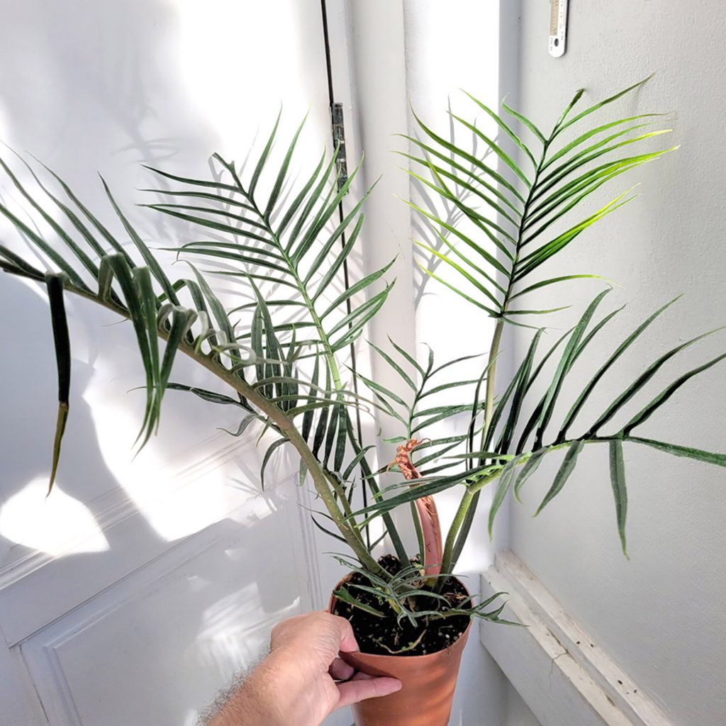 6 Expert Tips for Flourishing Philodendron Tortum | Greenboog
