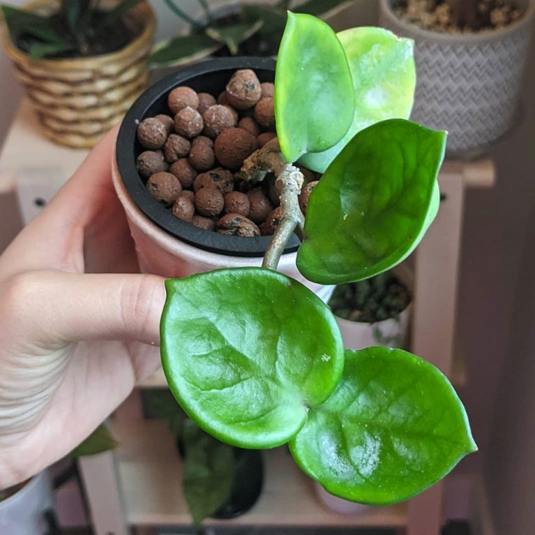 Top 10 Hoya Varieties Perfect for Your Home!