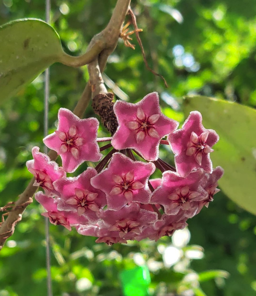 Charming Hoya carnosa (Red Flowers) Starter Plant | 1" Pot | Greenboog