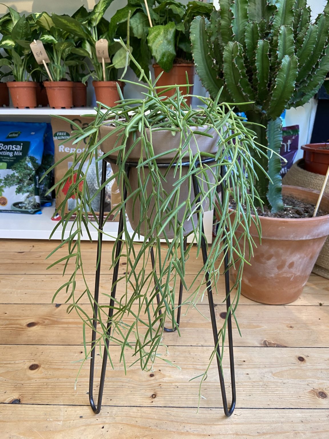 Top 10 Hoya Varieties Perfect for Your Home!