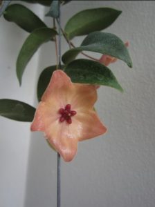 Rare Hoya Patella Pink Flower for Sale | 1" Pot | Greenboog