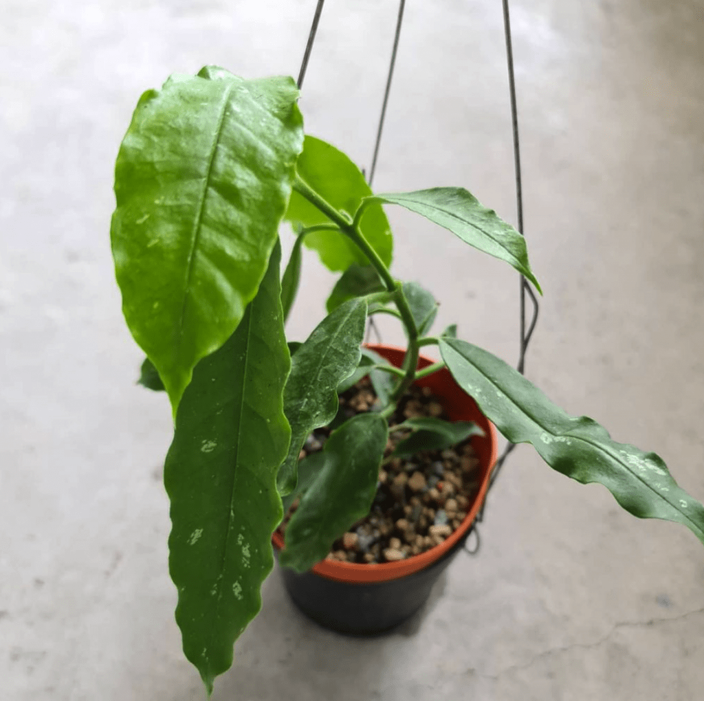 Delicate Hoya Lockii | 4" Pot | Greenboog