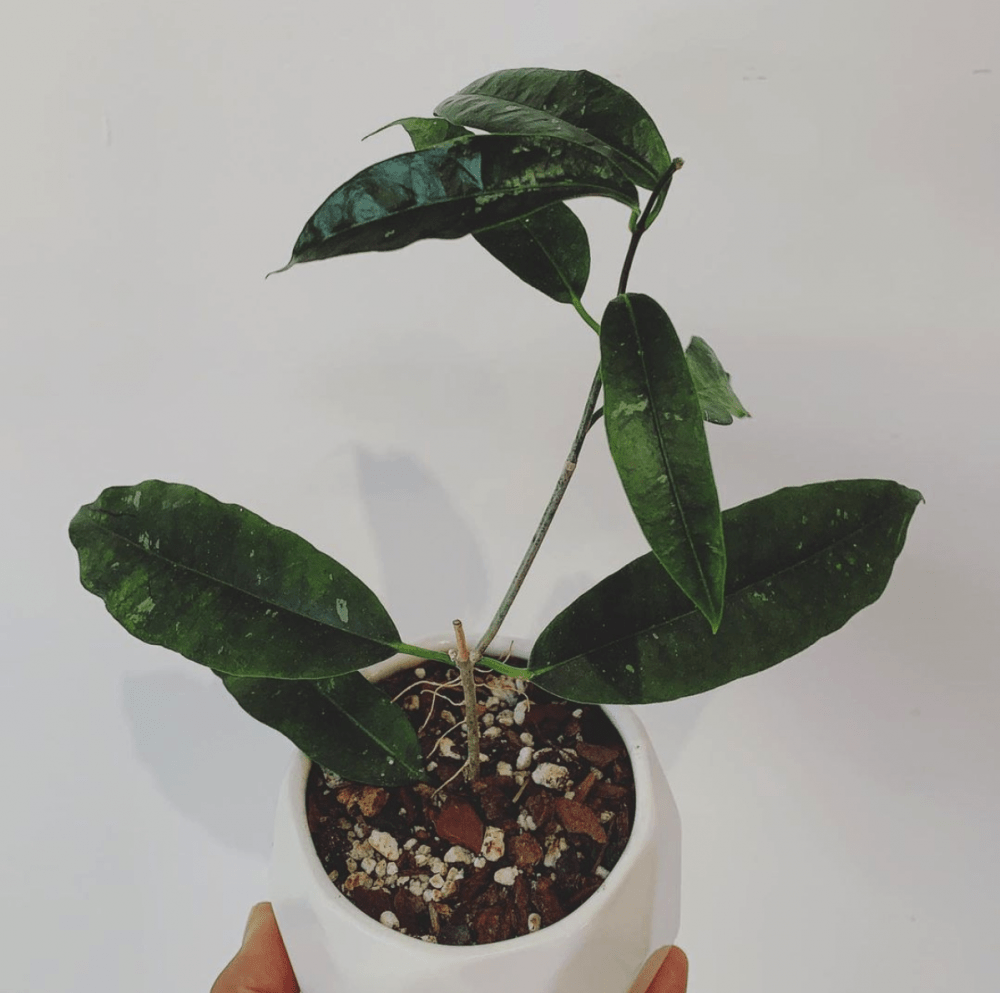 Rare Hoya Mappigera Yellow for Sale | 1" Pot | Greenboog