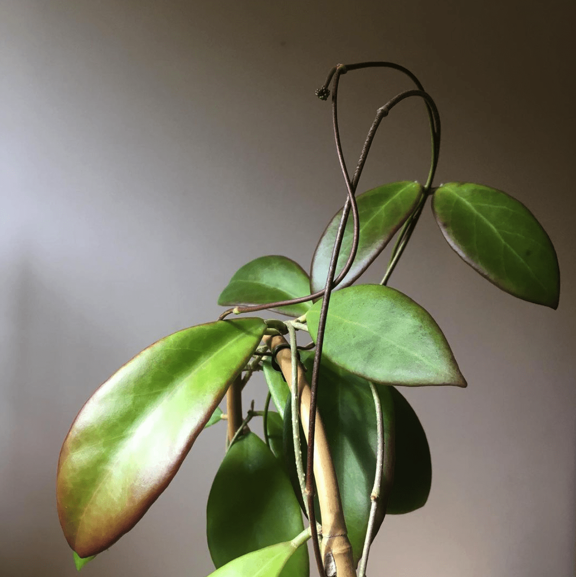 Hoya mindorensis (pink flowers) - BOTGarden