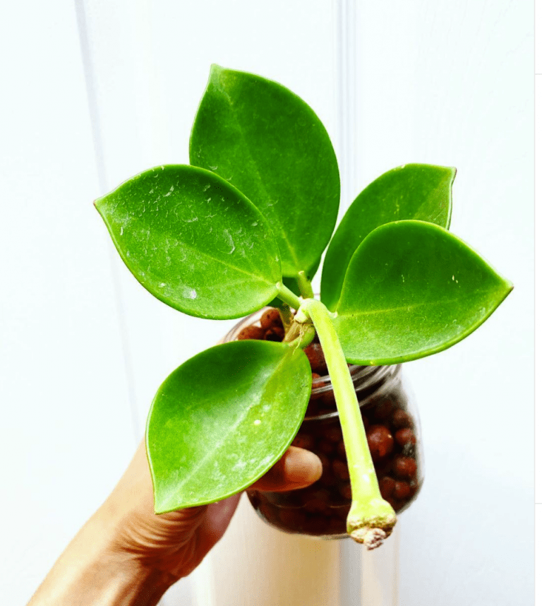 Rare Hoya Pachyclada (Red Flowers) for Sale | 1" Pot | Greenboog