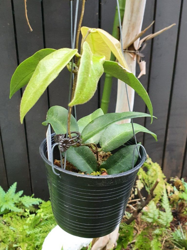 Elegant Hoya Patella White | 6" Pot | Greenboog