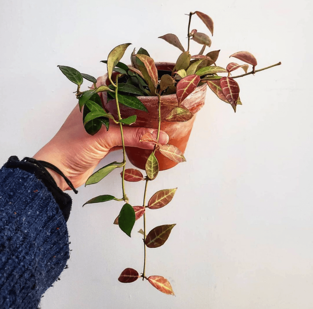 Charming Hoya 'Rebecca' Starter Plant | 1" Pot | Greenboog