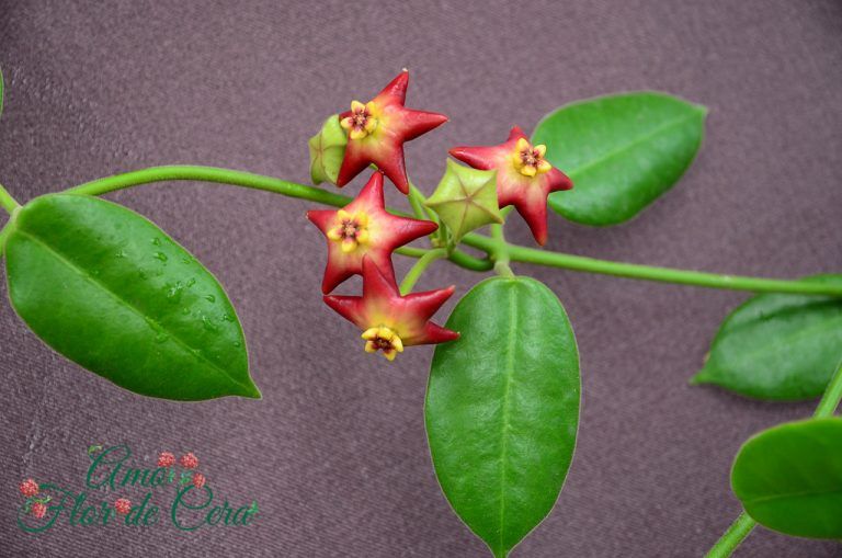 Charming Hoya 'Optimistic' | 4" Pot | Greenboog