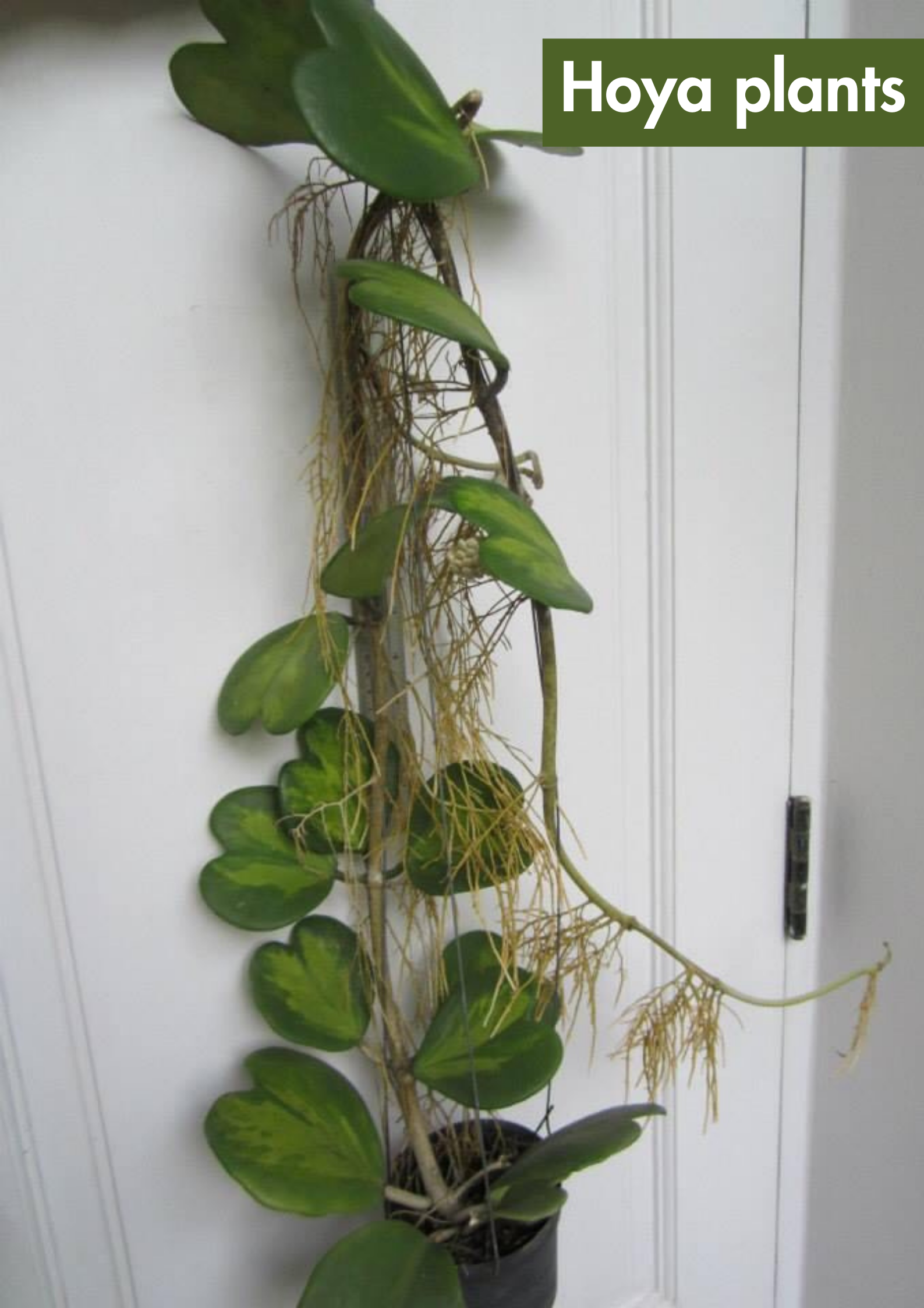 SIZE OF HOYA: - BOTGarden