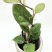 Top 10 Hoya Varieties Perfect for Your Home!