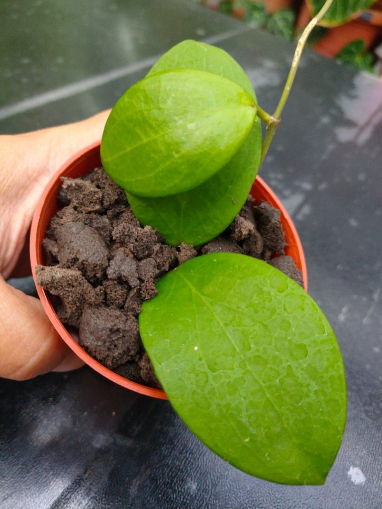 Rare Hoya Kicki for Sale | 1" Pot | Greenboog