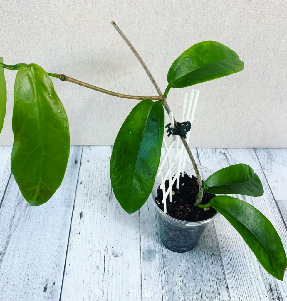 Exquisite Hoya Subcalva | 4" Pot | Greenboog