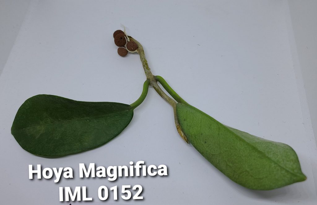 Rare Hoya Magnifica for Sale | 1" Pot | Greenboog