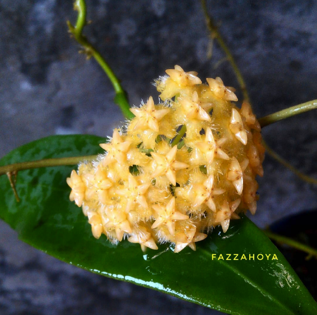 Rare Hoya Mindorensis (Yellow Flowers) for Sale | 1" Pot | Greenboog