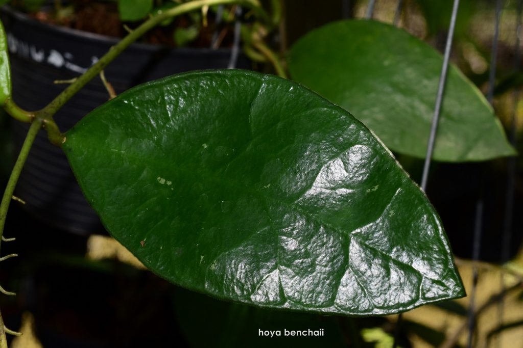 Buy Hoya benchaii - 1" Pot | Greenboog's Hoya Rooted Cuttings