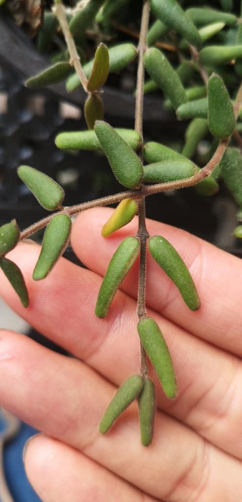 Delicate Hoya Engleriana | 4" Pot | Greenboog