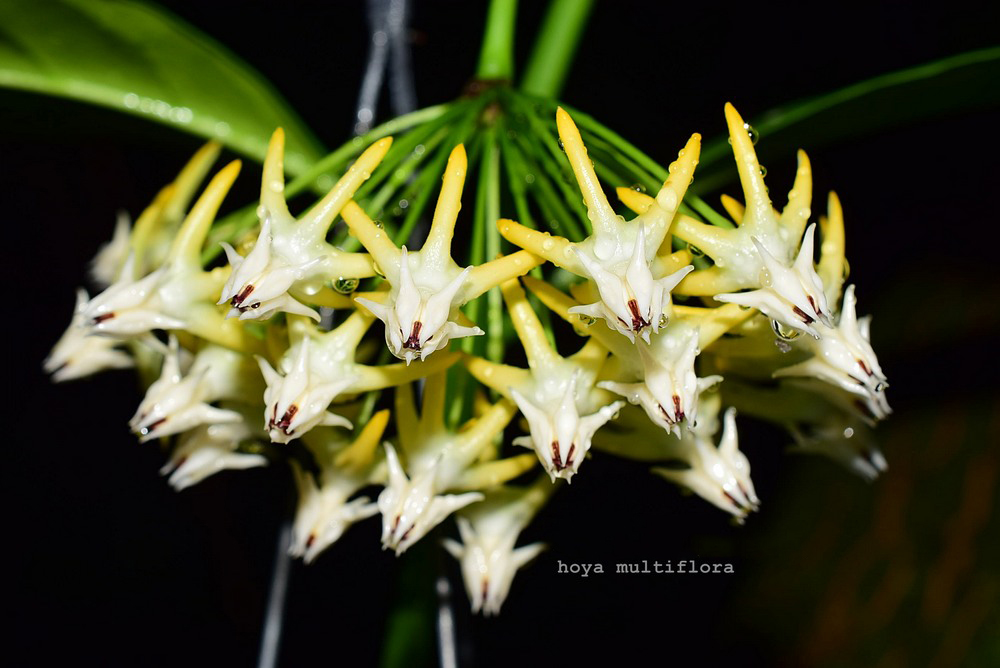 Hoya multiflora Phangnga - BOTGarden