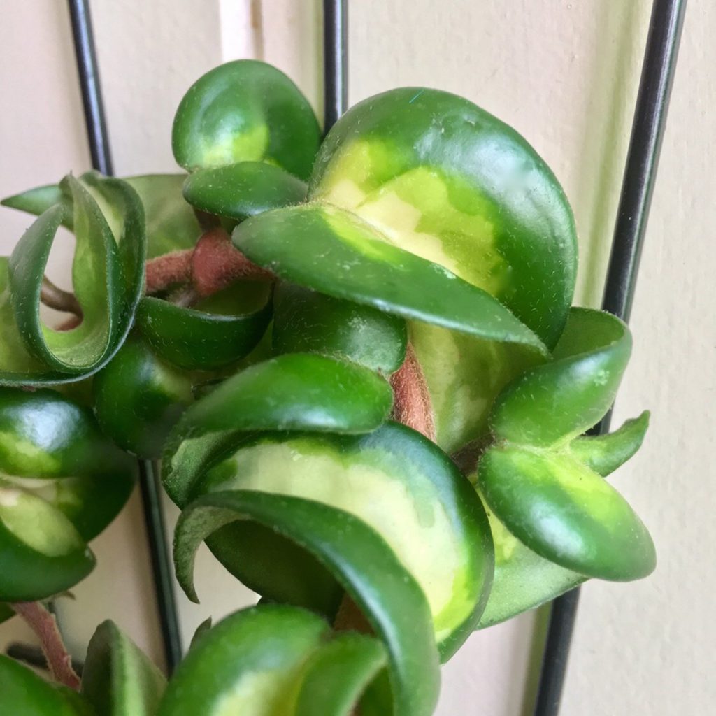 Top 6 Hoya Benefits: More Than Just Beauty!