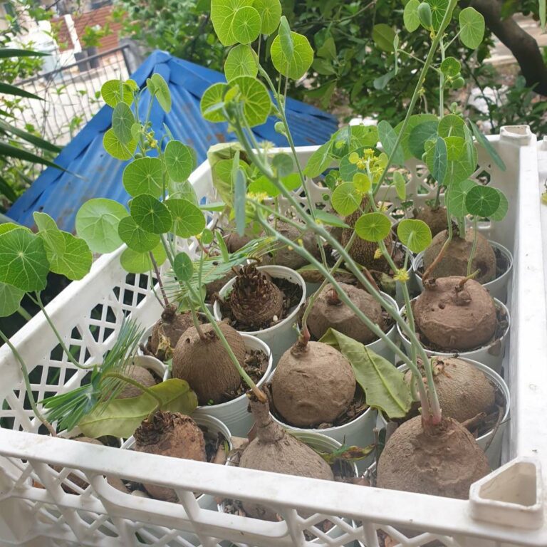 Stephania Erecta Caudex from Thailand Priced from Only $18