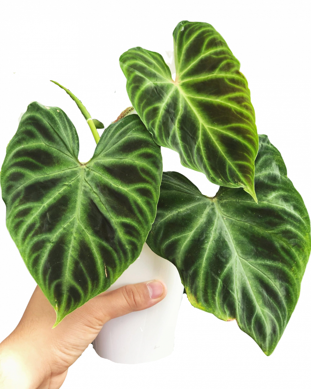7 Simple Steps to Master Philodendron Verrucosum Care
