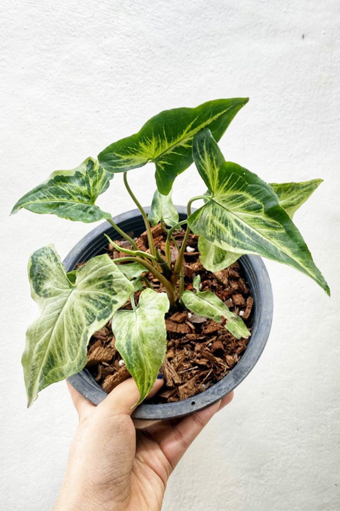 5 Amazing Facts About Syngonium Three Kings: A Must-Have Plant!
