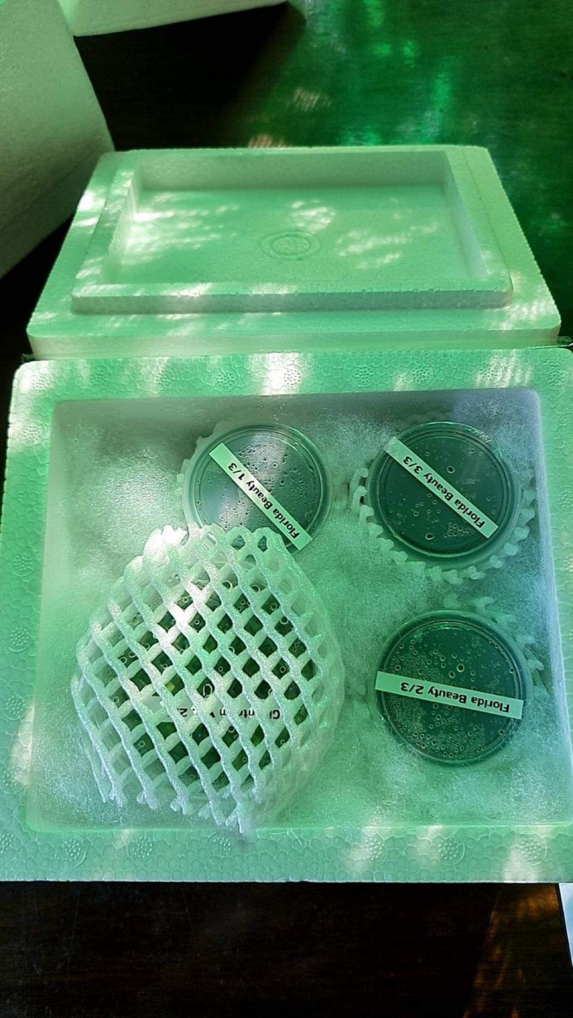 Winter packaging: Styrofoam box and insulation pad