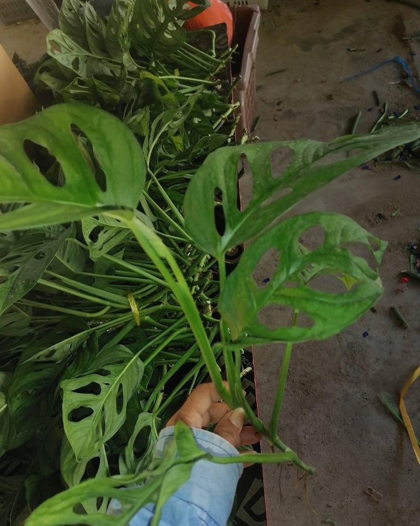 Monstera Lechleriana 6" Pot | Rare Vining Monstera | Greenboog