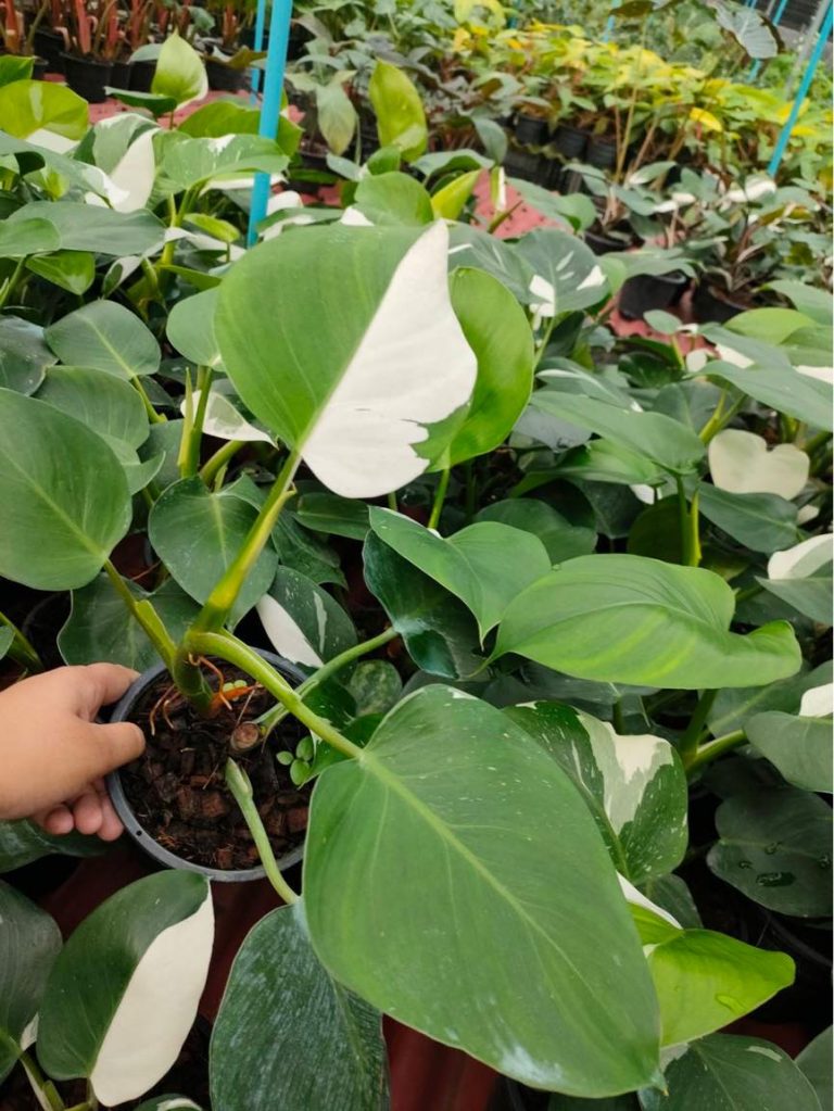 Philodendron Hederaceum 'Brasil' Variegated 6" Pot | Greenboog