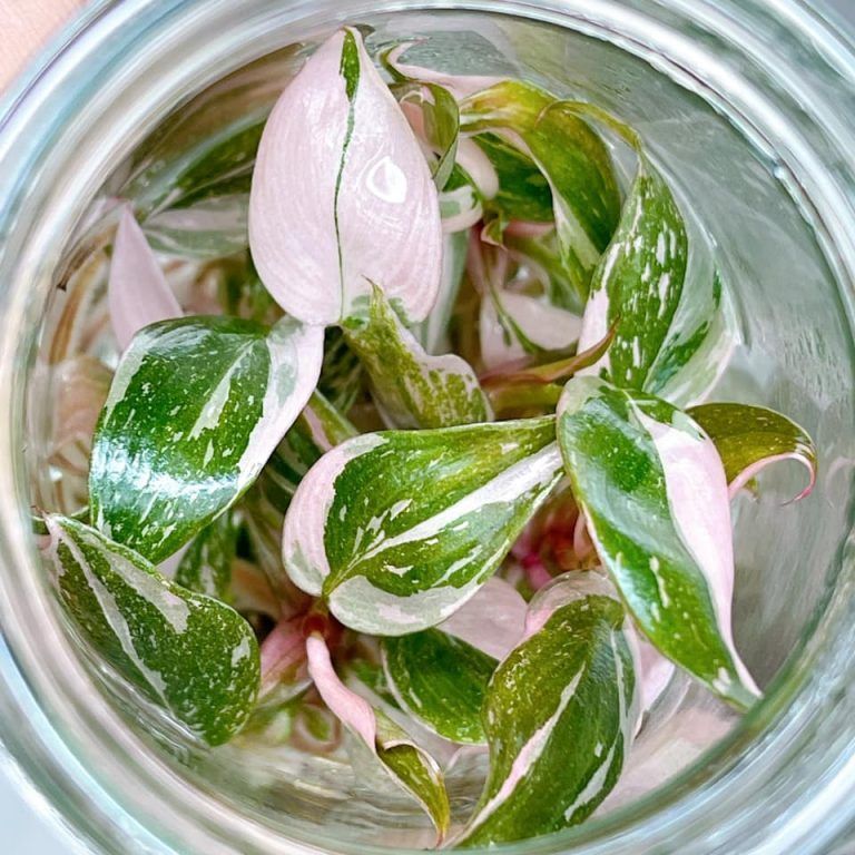 Unlock 4 Secrets to Growing a Perfect Pink Princess Philodendron