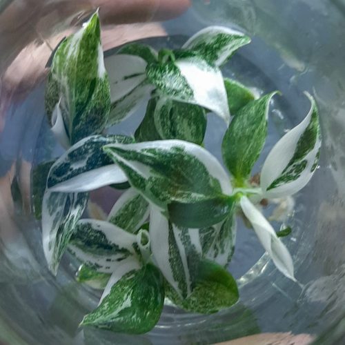 Complete Care Guide for Philodendron White Wizard | Indoor Plant Tips