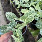 Nurturing Your Syngonium Starlite Variegated: A How-To Guide