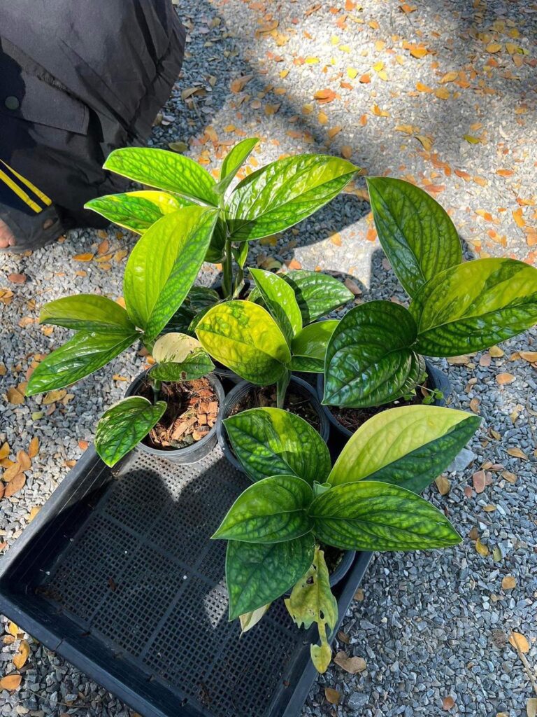 Monstera Karstenianum Variegated (Peru) 4" | Rare Monstera | Greenboog