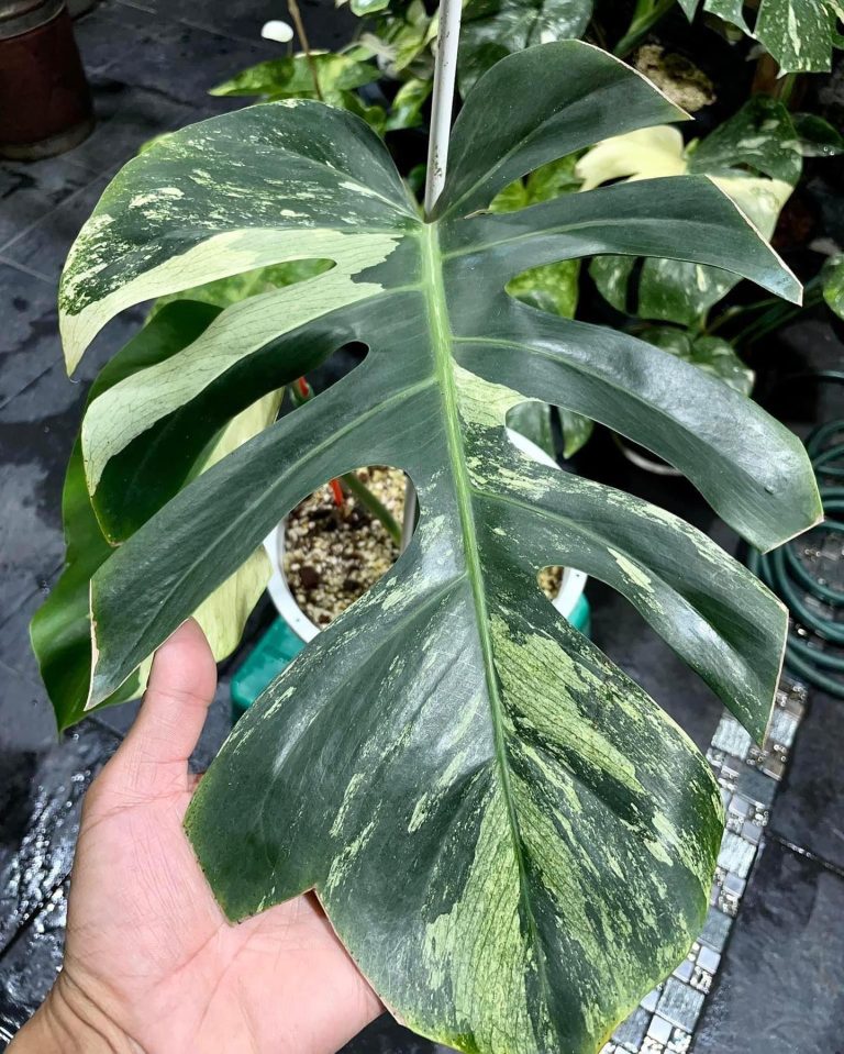 Monstera Deliciosa Borsigiana Mint Variegata| Rare Monstera | Greenboog